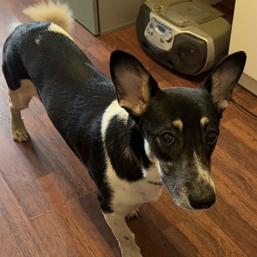 Тедди-рузвельт-терьер, взрослая собака