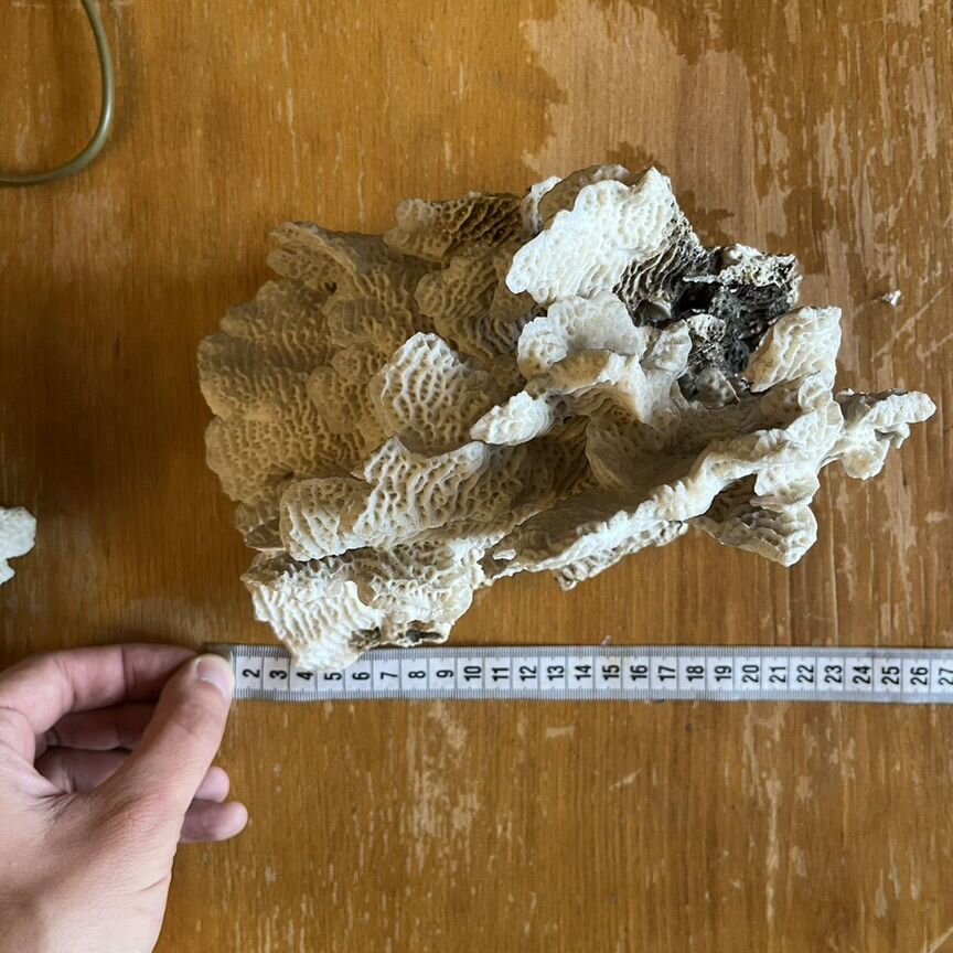 Морские кораллы