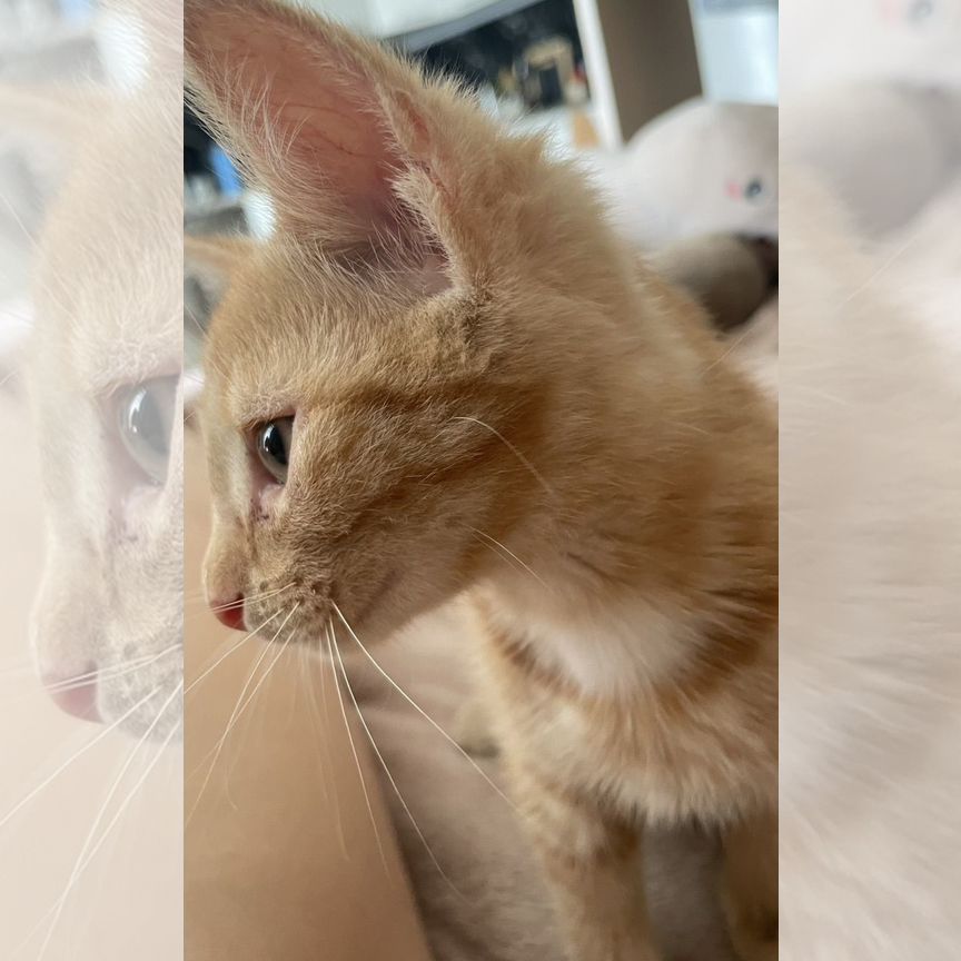 Котёнок в добрые руки