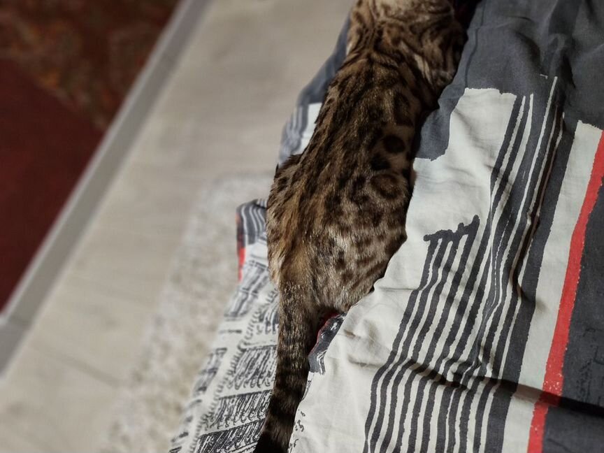 Бенгальская кошечка Соня