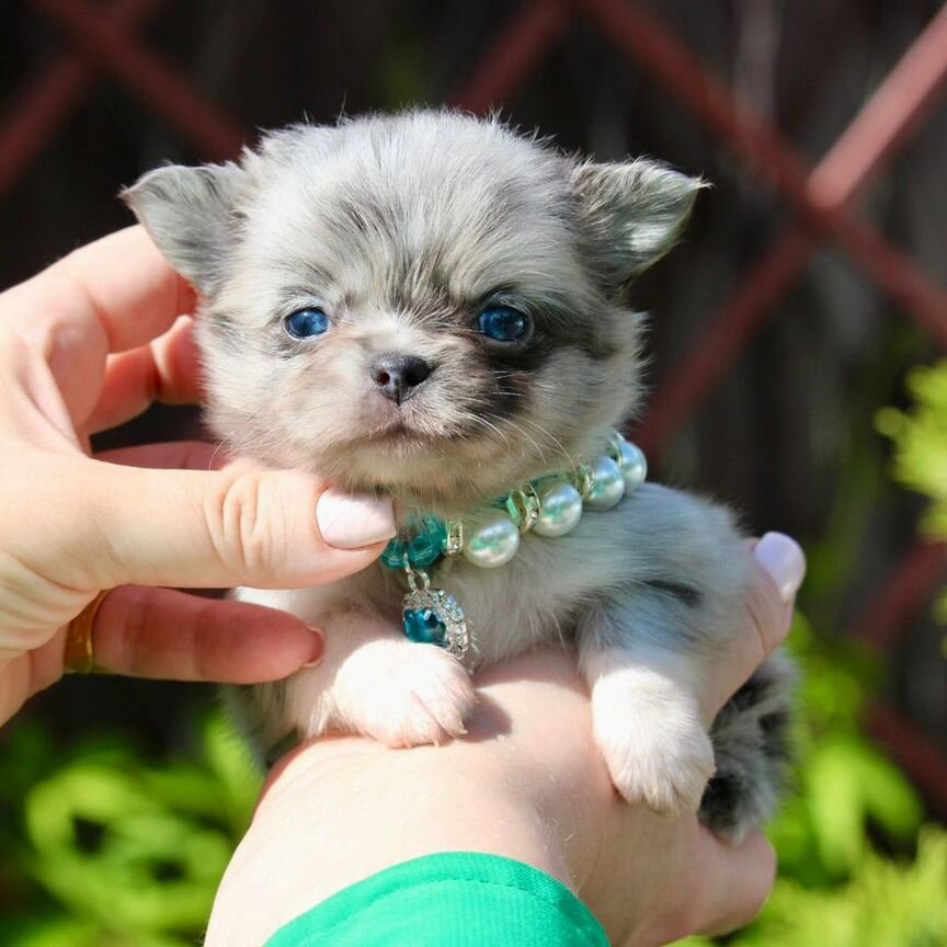 Чихуахуа щенки современный тип