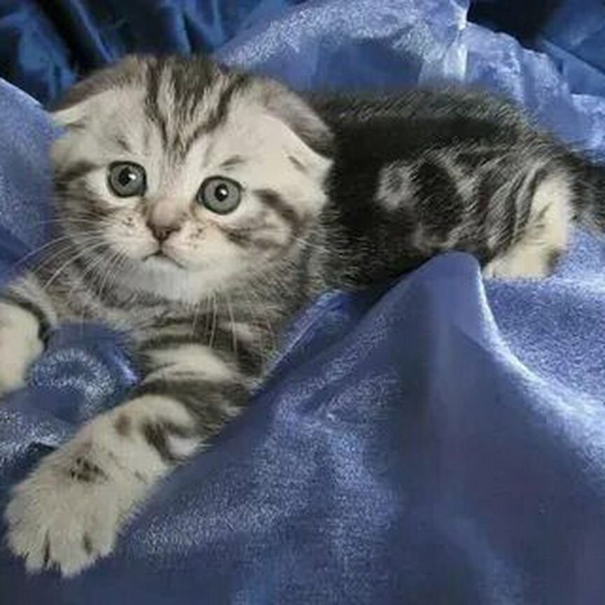 Котики
