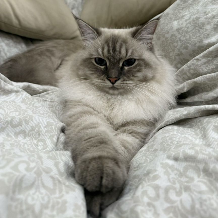 Отдам котика в добрые руки