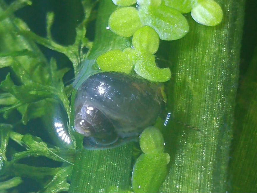 Улитки ампулярии