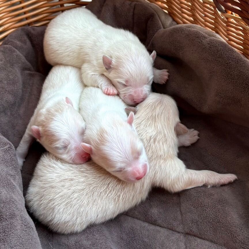 Немецкий шпиц, щенок