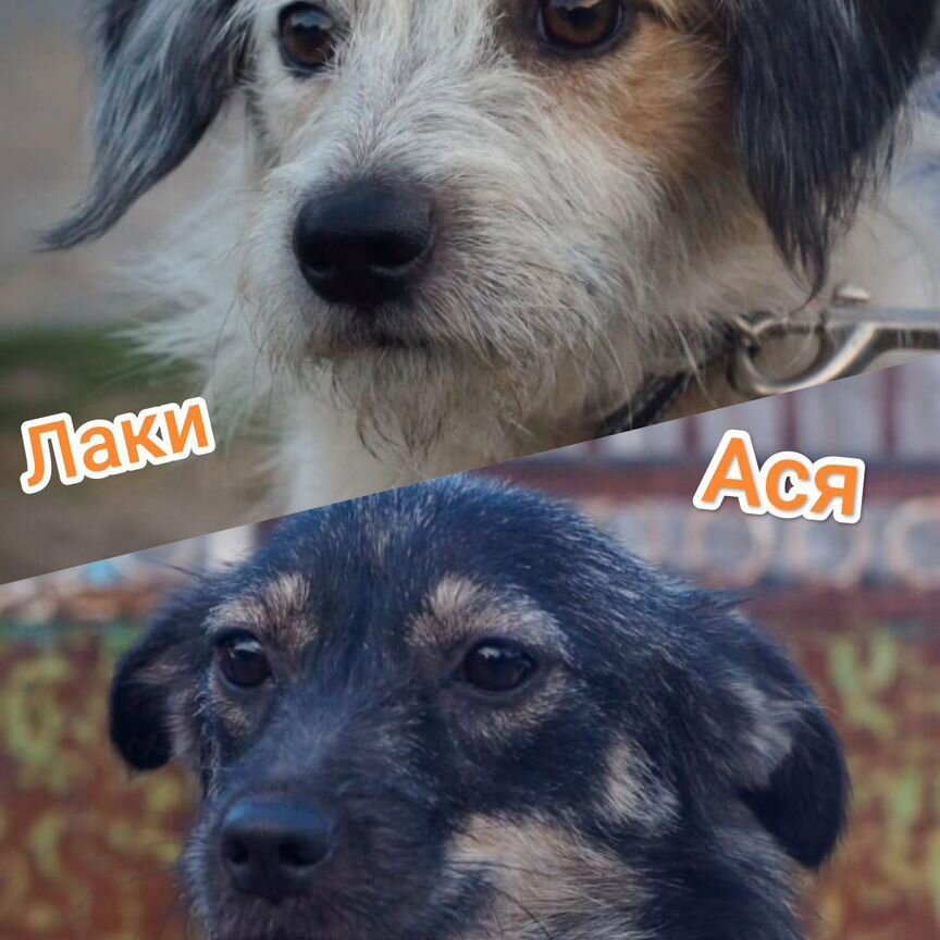 Собака в добрые руки