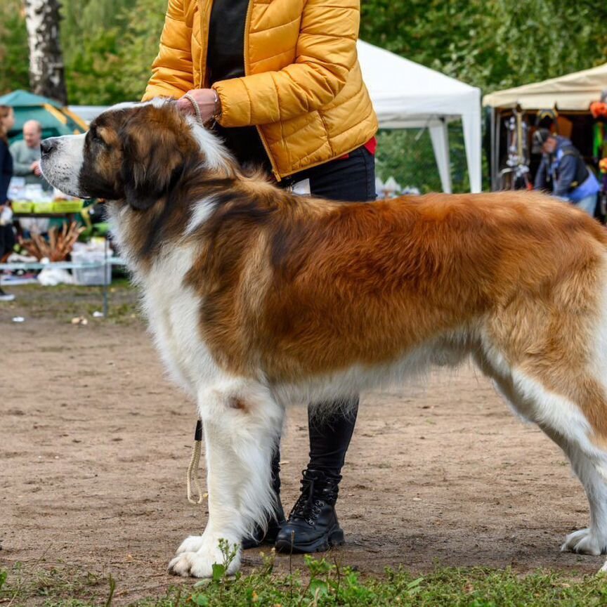 Животные вязка