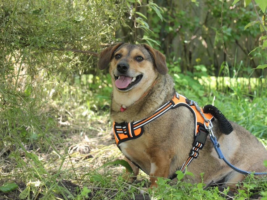 Собачка из приюта ищет дом