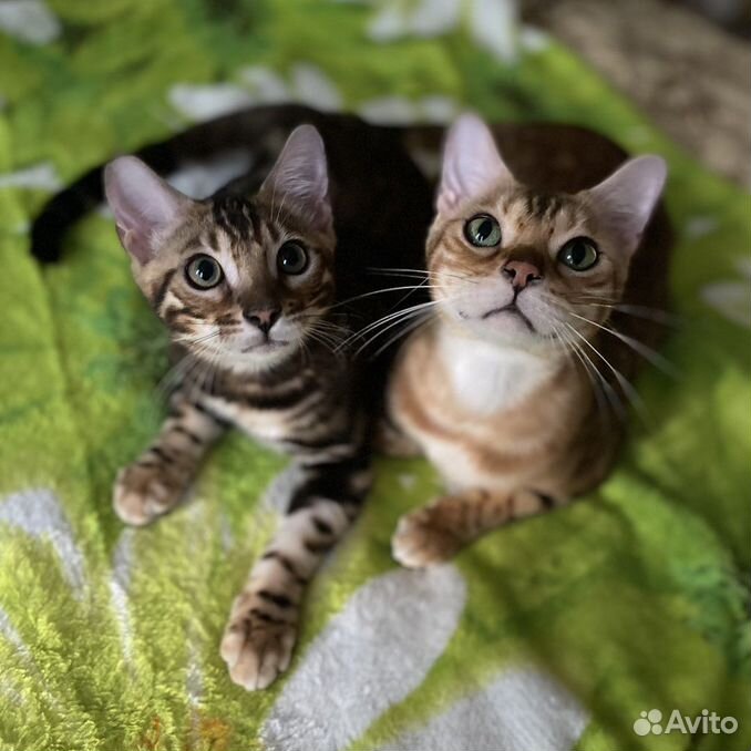 Бенгалы в любимцы и разведение