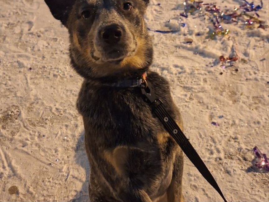 Ошейник для собак