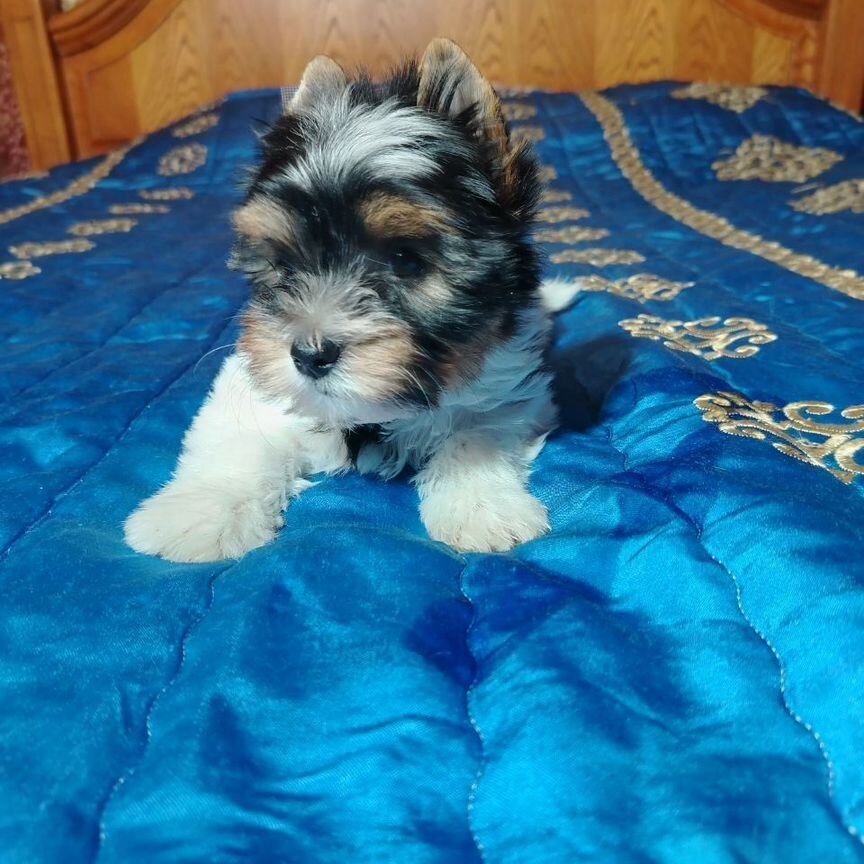 Мальчишки бивер