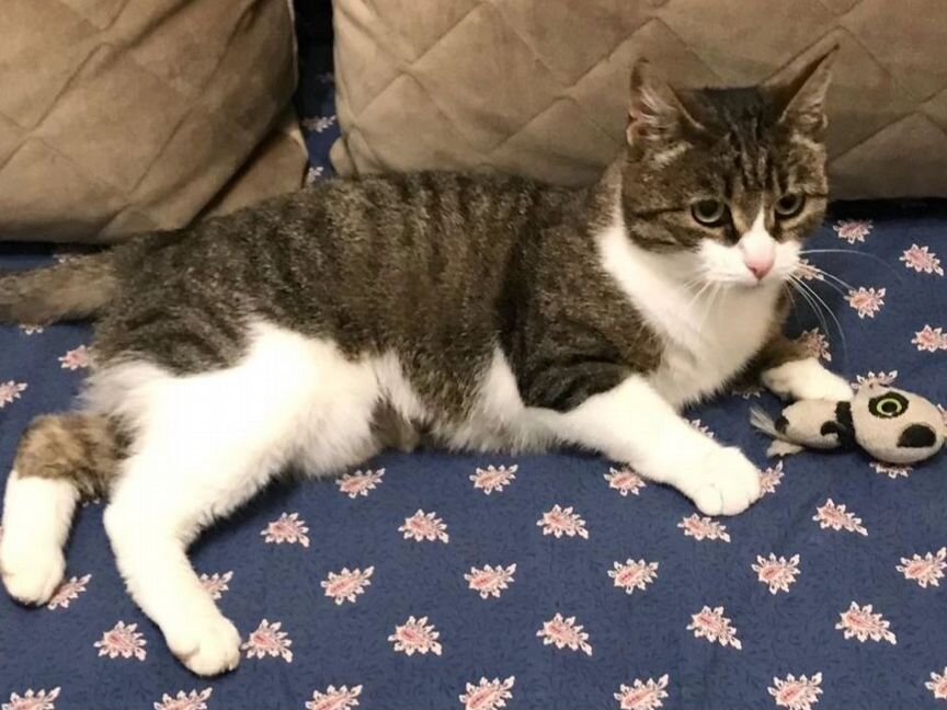 Мультяшная внешность ласковый характер