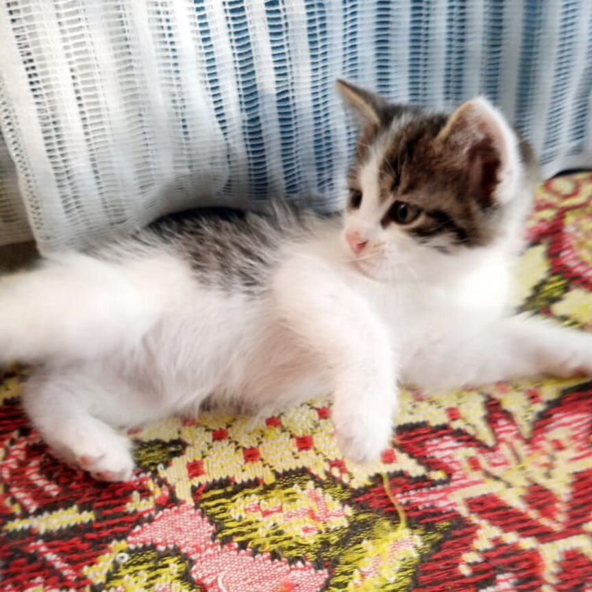 Котята