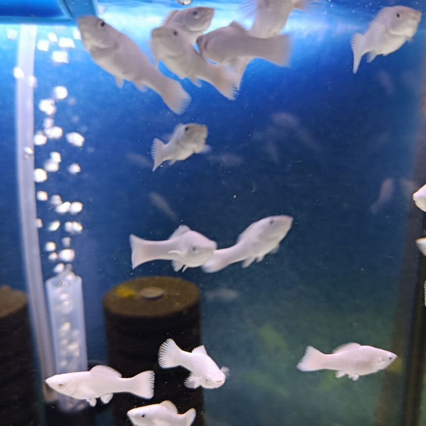 Моллинезия велифера платина