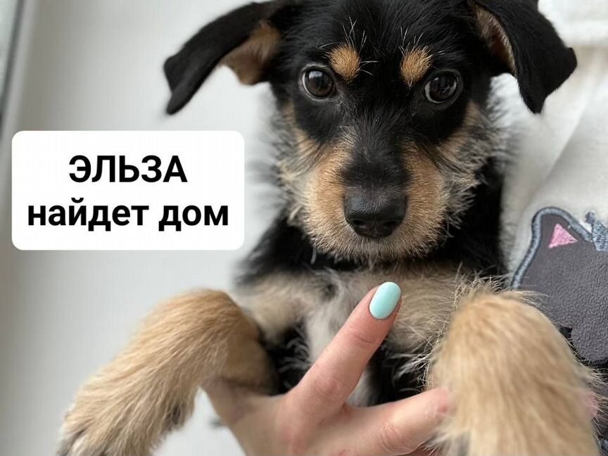 Бородатик щенок Эльза в дар