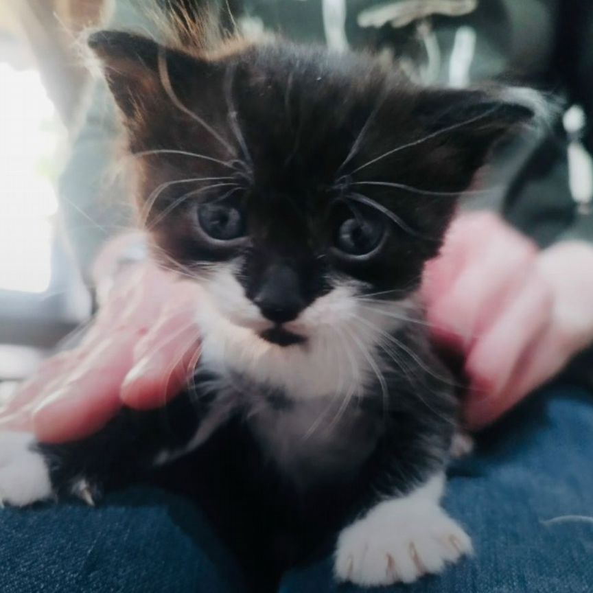 Котёнок в добрые руки