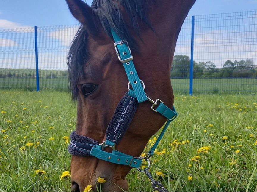 Недоуздок для лошади