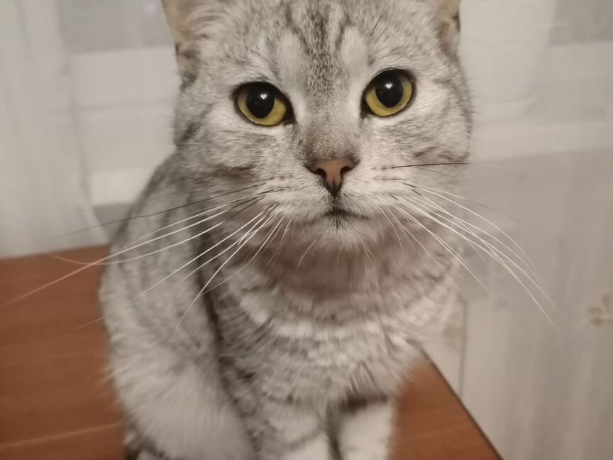 Домашние животные кот