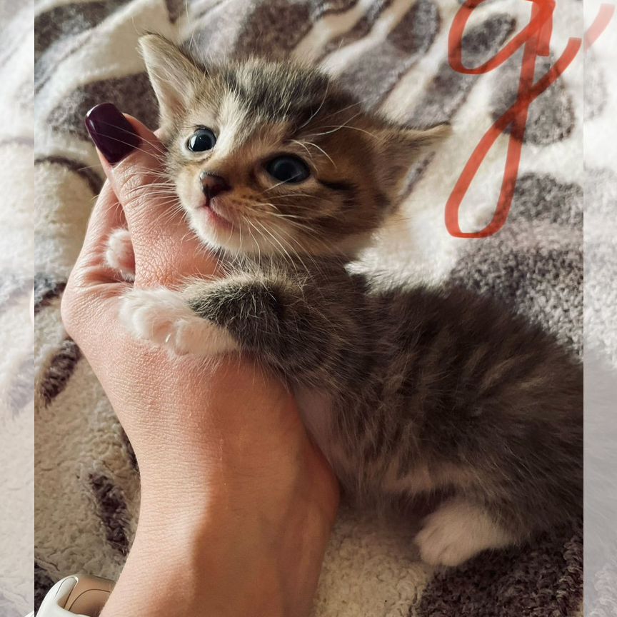 Котята в добрые руки