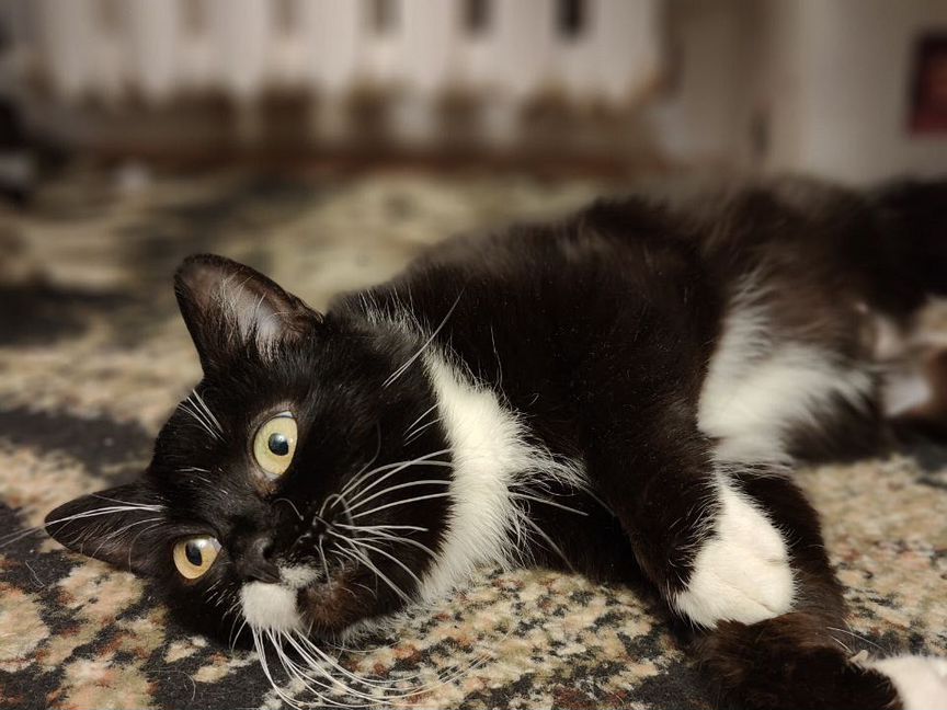 Кошка Муся в добрые руки