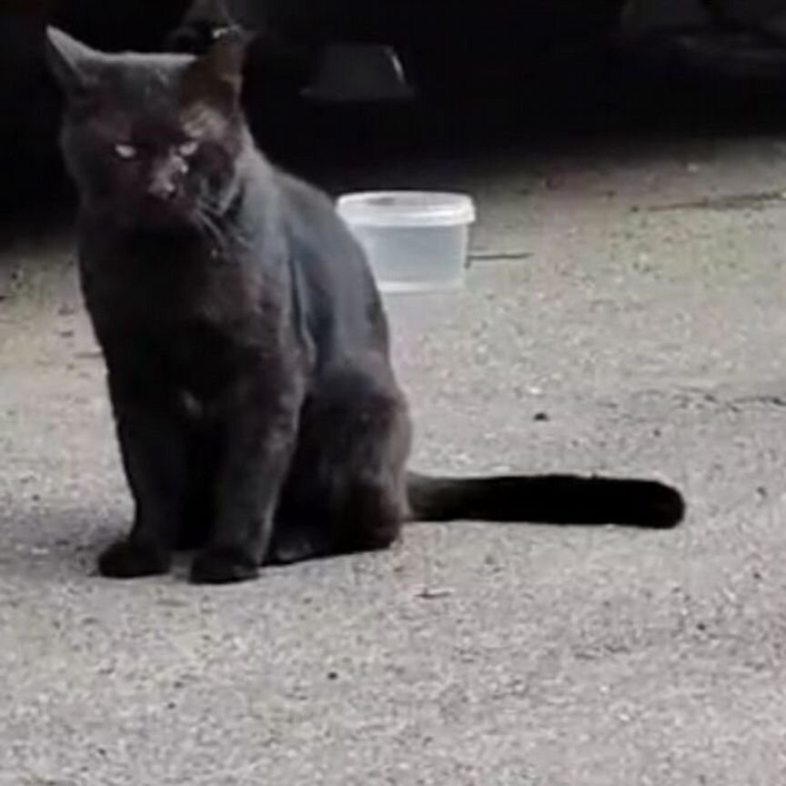 Котик на улице