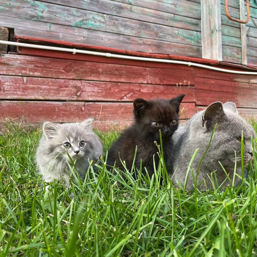Котята отдам бесплатно от британской кошки