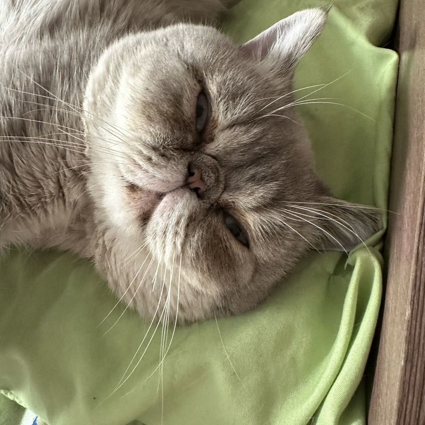 Экзотический кот вязка