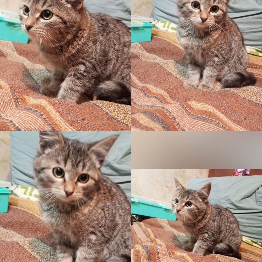 Котики бесплатно