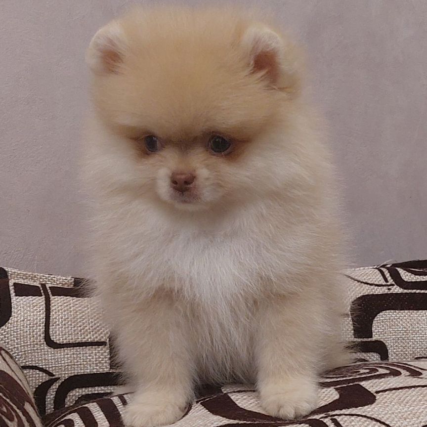 Померанский шпиц, щенок