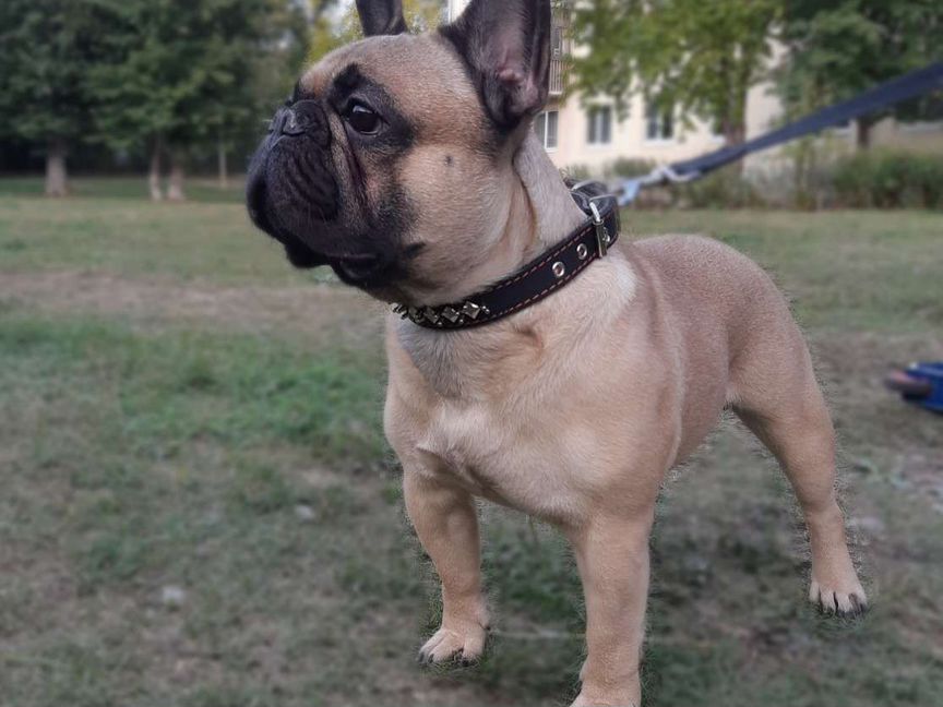 Французский бульдог вязка