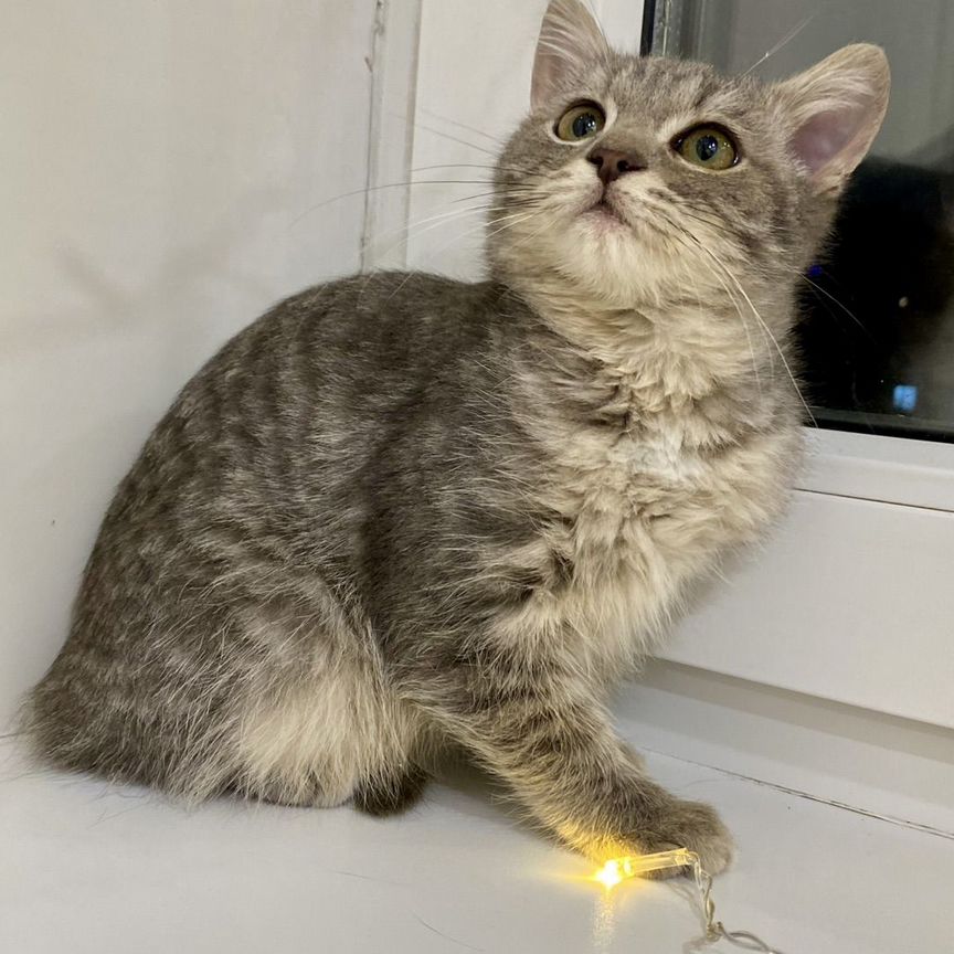 Котёнок в добрые руки