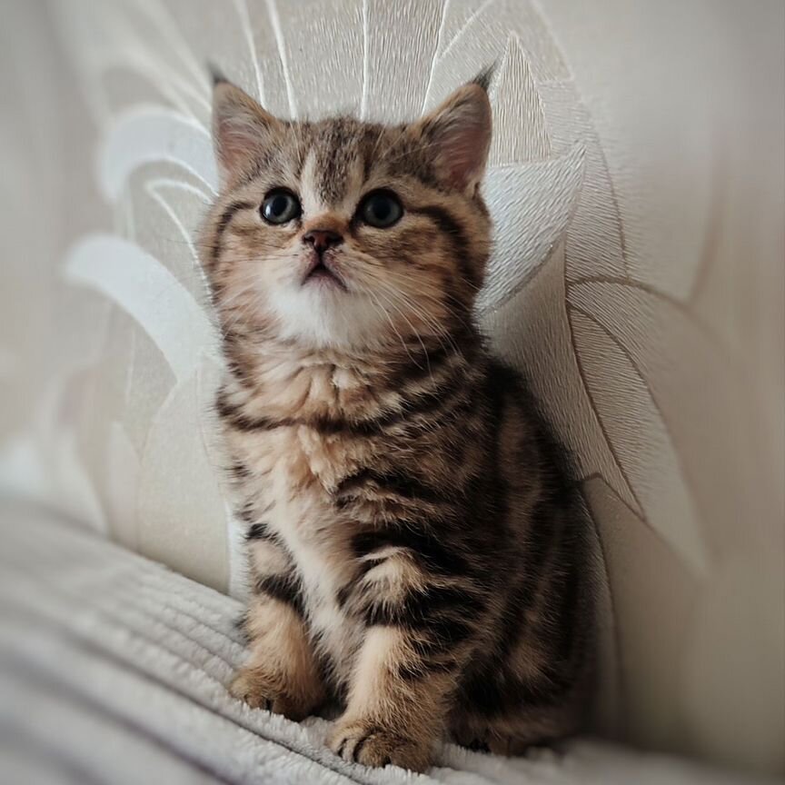 Скоттиш страйт * мальчик