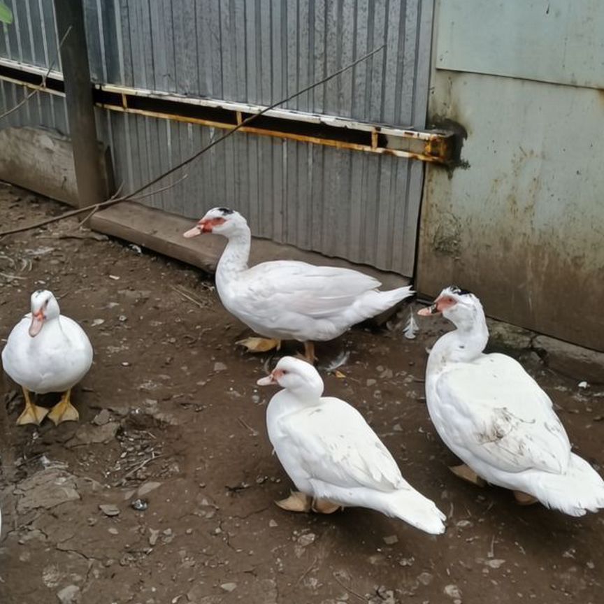 Индоутки на племя