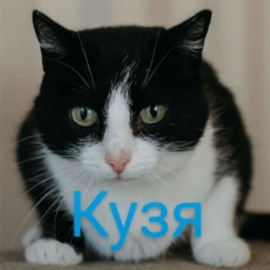 Взрослый кот в добрые руки