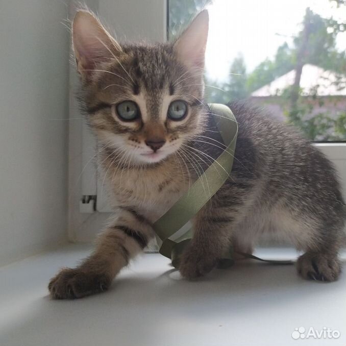Отдаю молоденькую кошечку в добрые руки