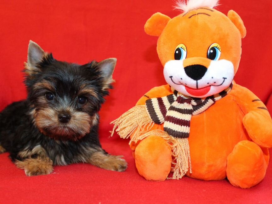 Йоркширский терьер щенки