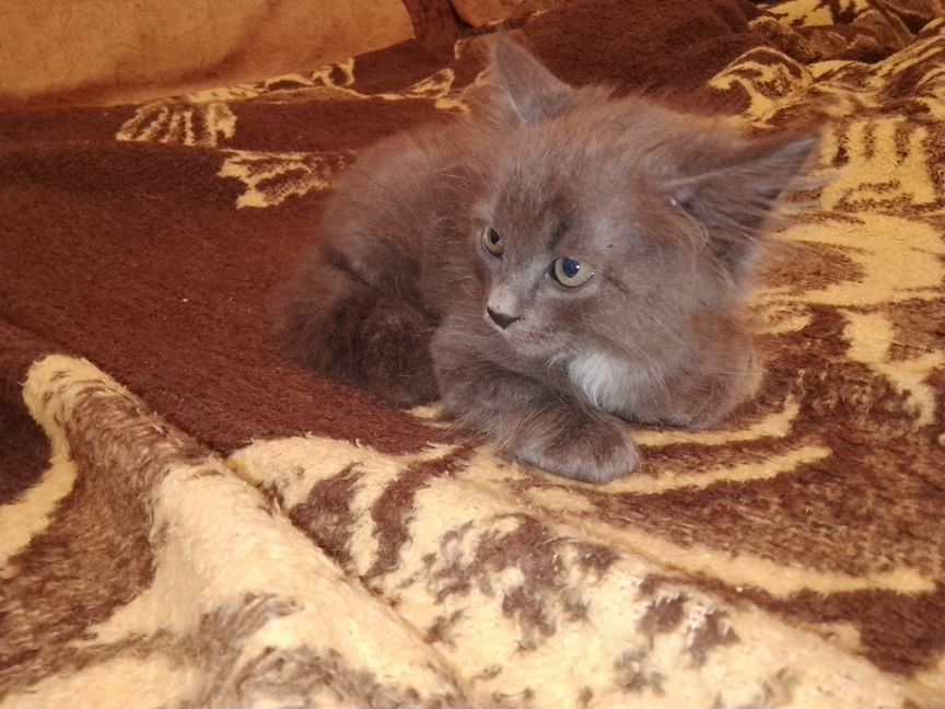 Чудесные котята ищут любящих хозяев