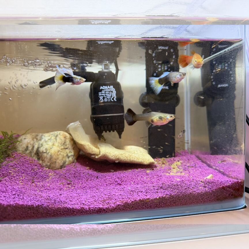 Аквариумные рыбки гуппи