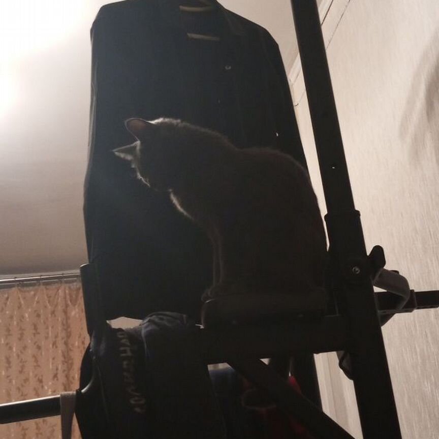 Отдам кота в добрые руки