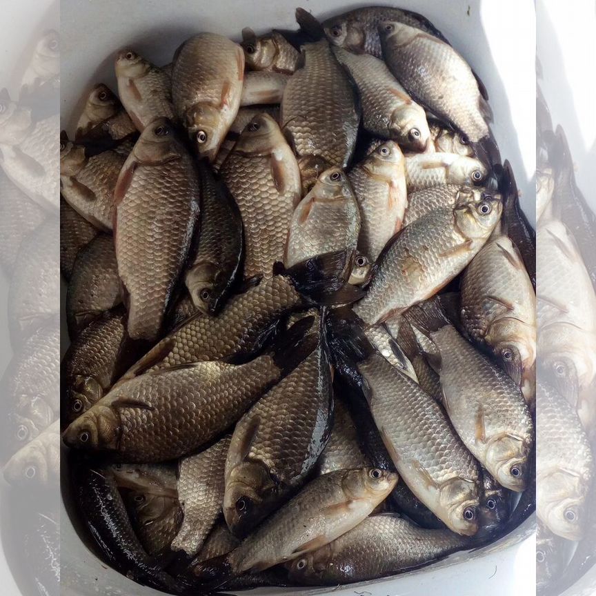 Рыба мороженая карась