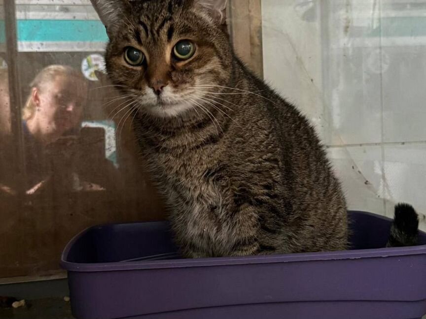 Котик в добрые руки