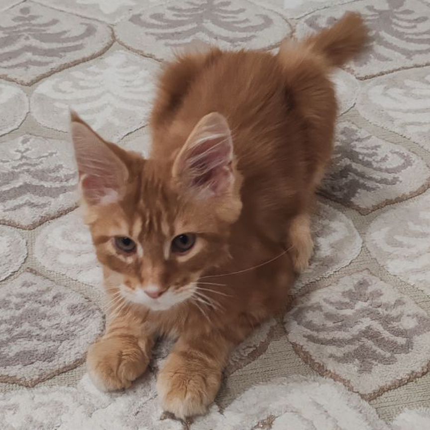 Мейн-кун котёнок