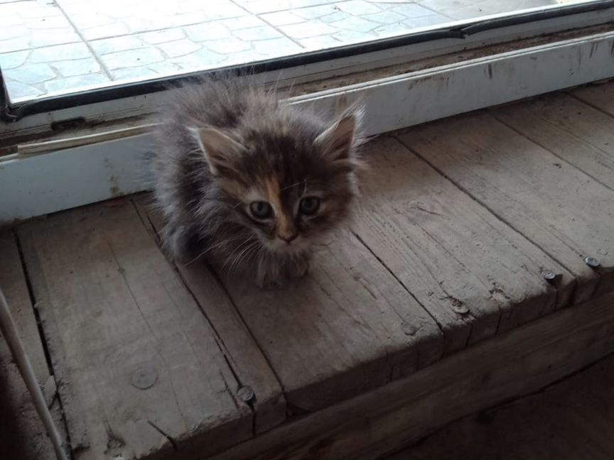 Котята в добрые руки