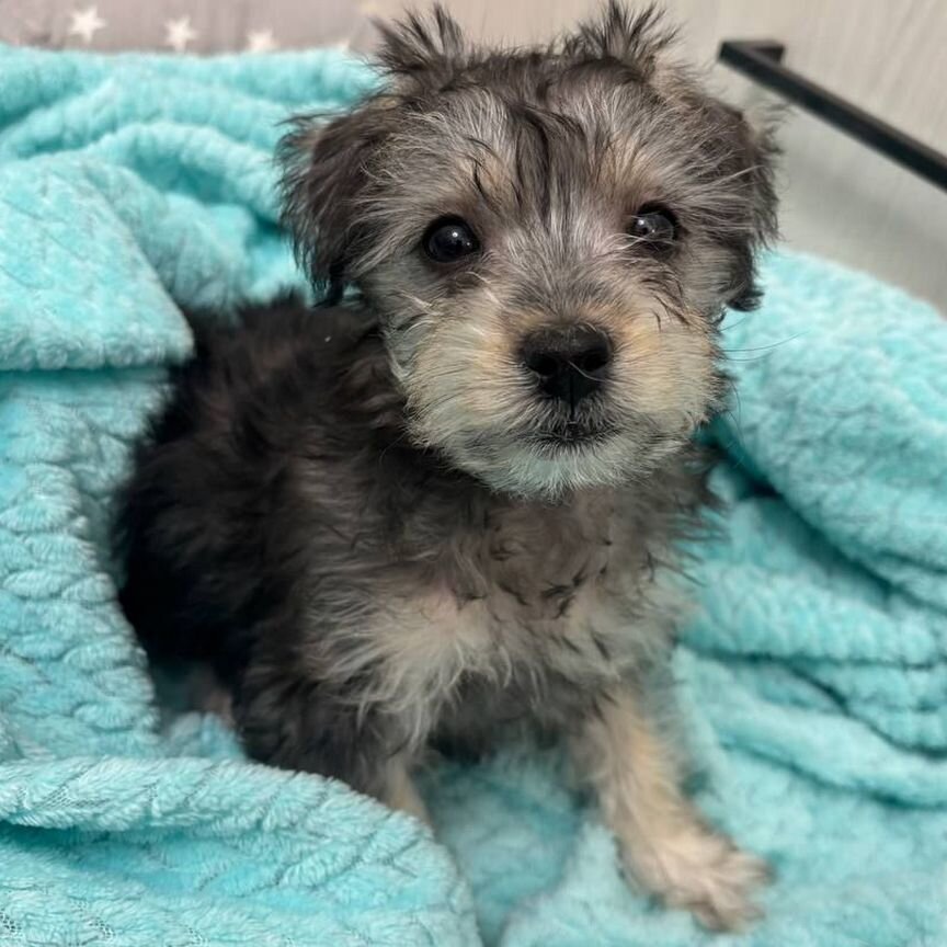 Той-пудель, щенок