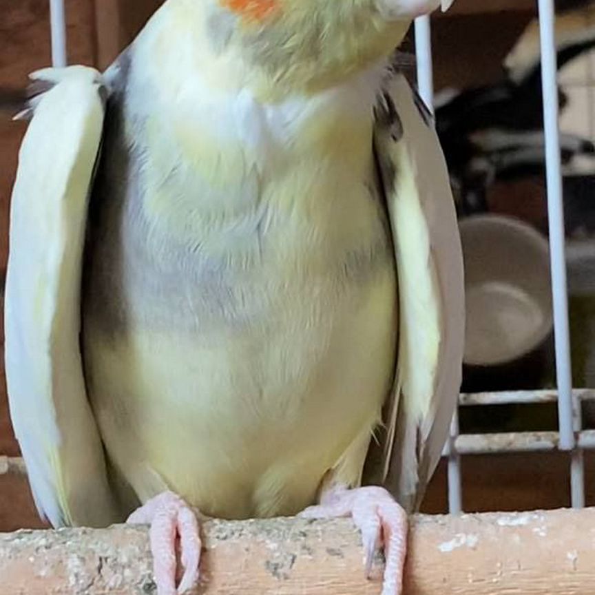 Попугай корелла с клеткой