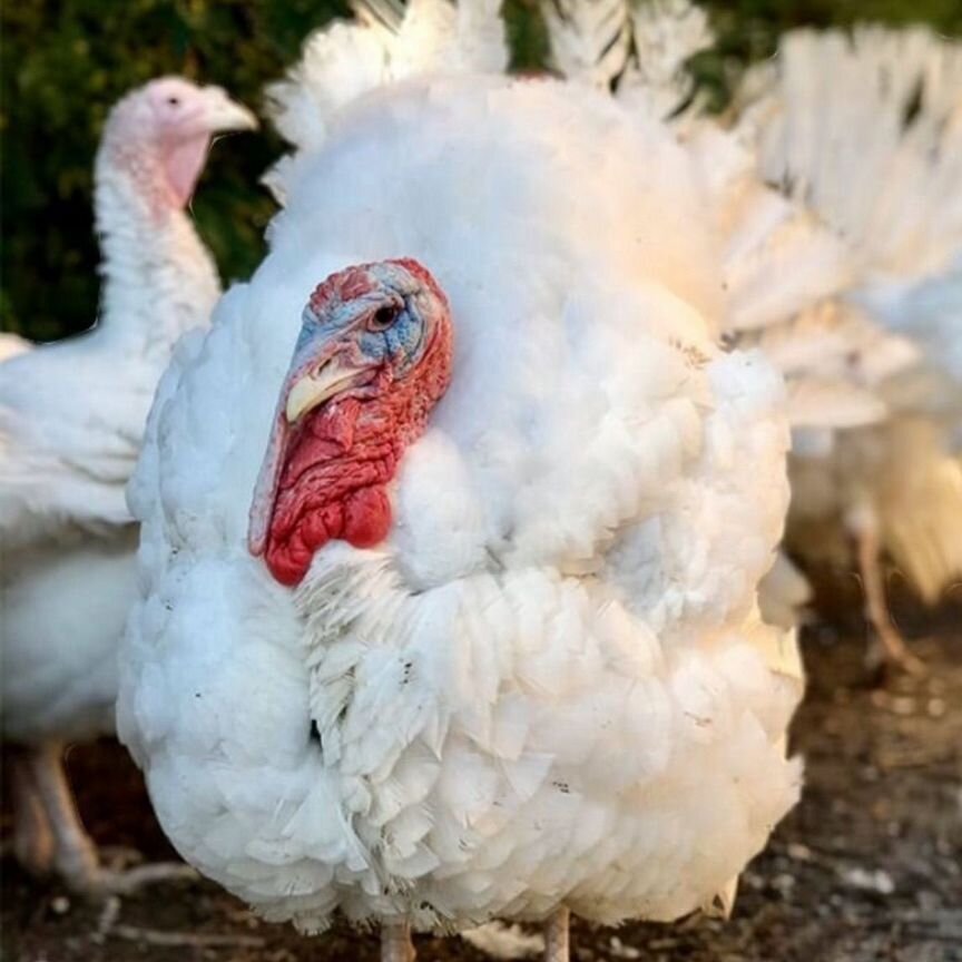 Индейка домашняя