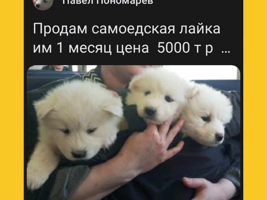 Предлогаю шенков девочек самоедская лайка