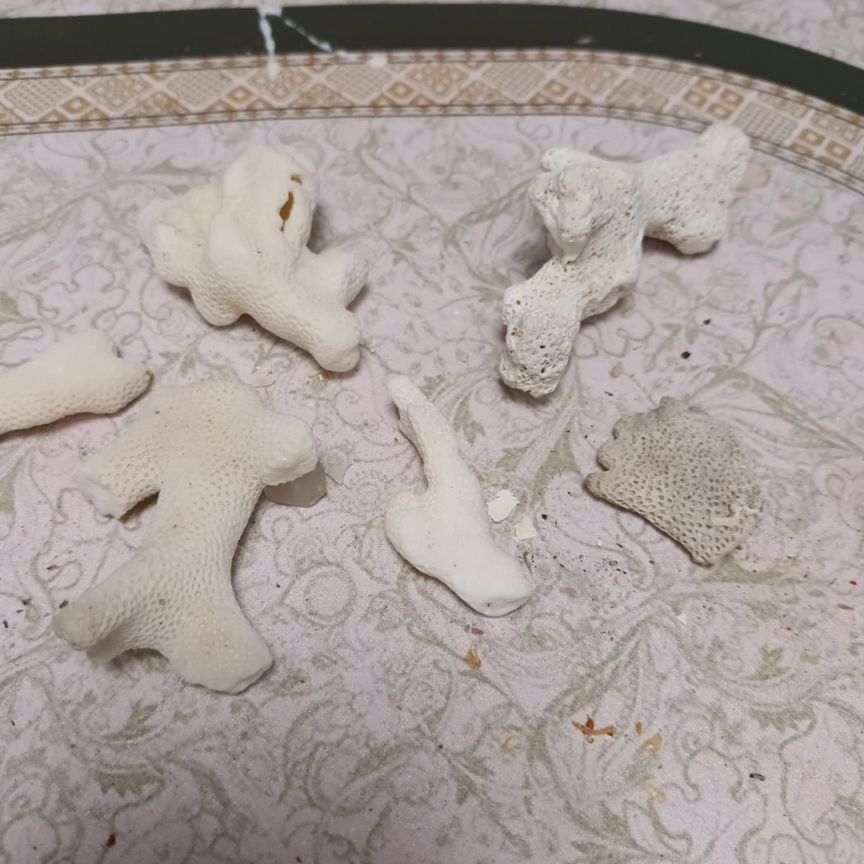 Морские кораллы