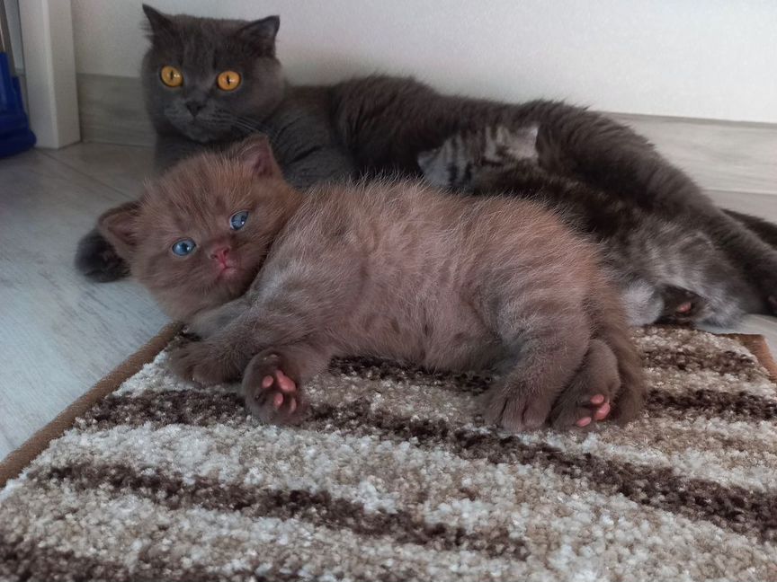 Шотландские котята