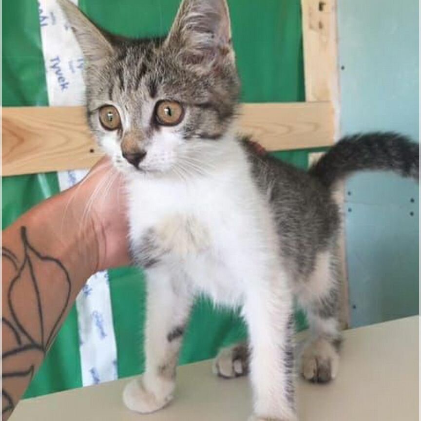 Котенок Маруся ищет дом